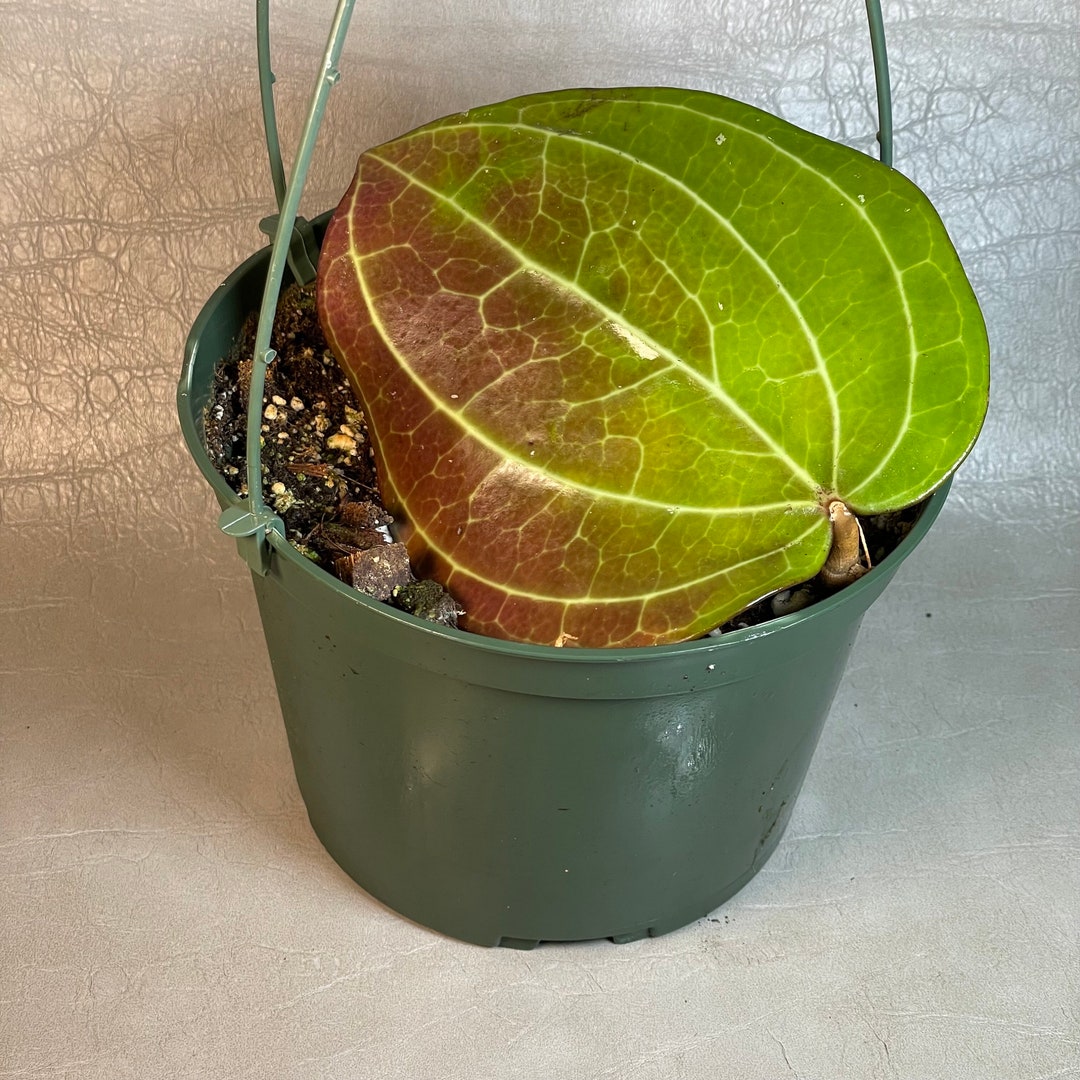 6 Large Hoya Macrophylla Sun Stressed in Hanging Pot / FREE SHIPPING ...