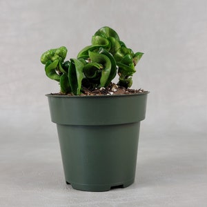 Hoya Hindu Rope / FREE SHIPPING / Hoya Carnosa Compacta / 2" Pot, 4 ...