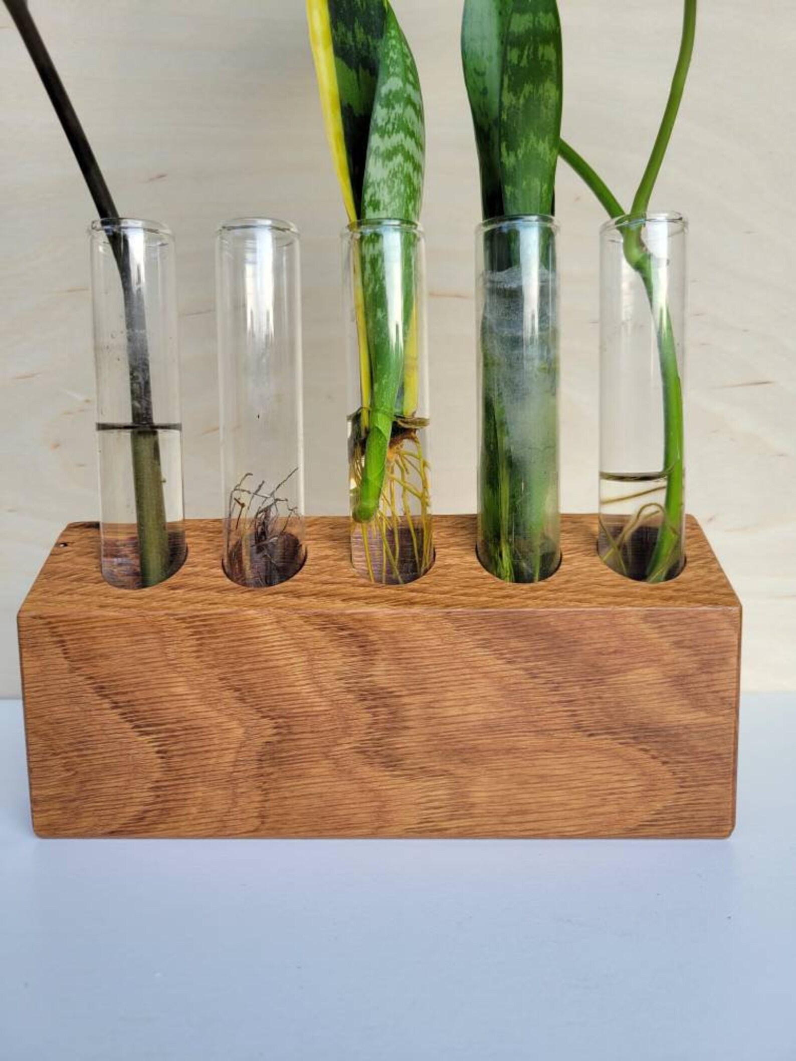 Plant Propagation Wood Holders - Etsy