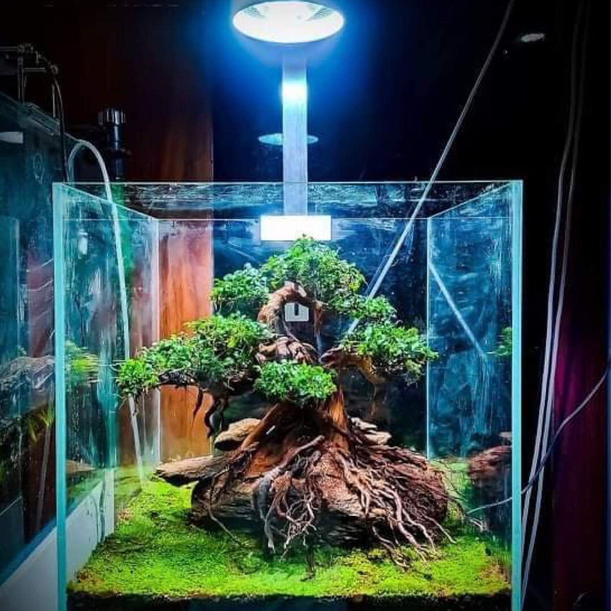 Aquarium Driftwood Large Real Bonsai Aquascaping Fish Tank - Etsy