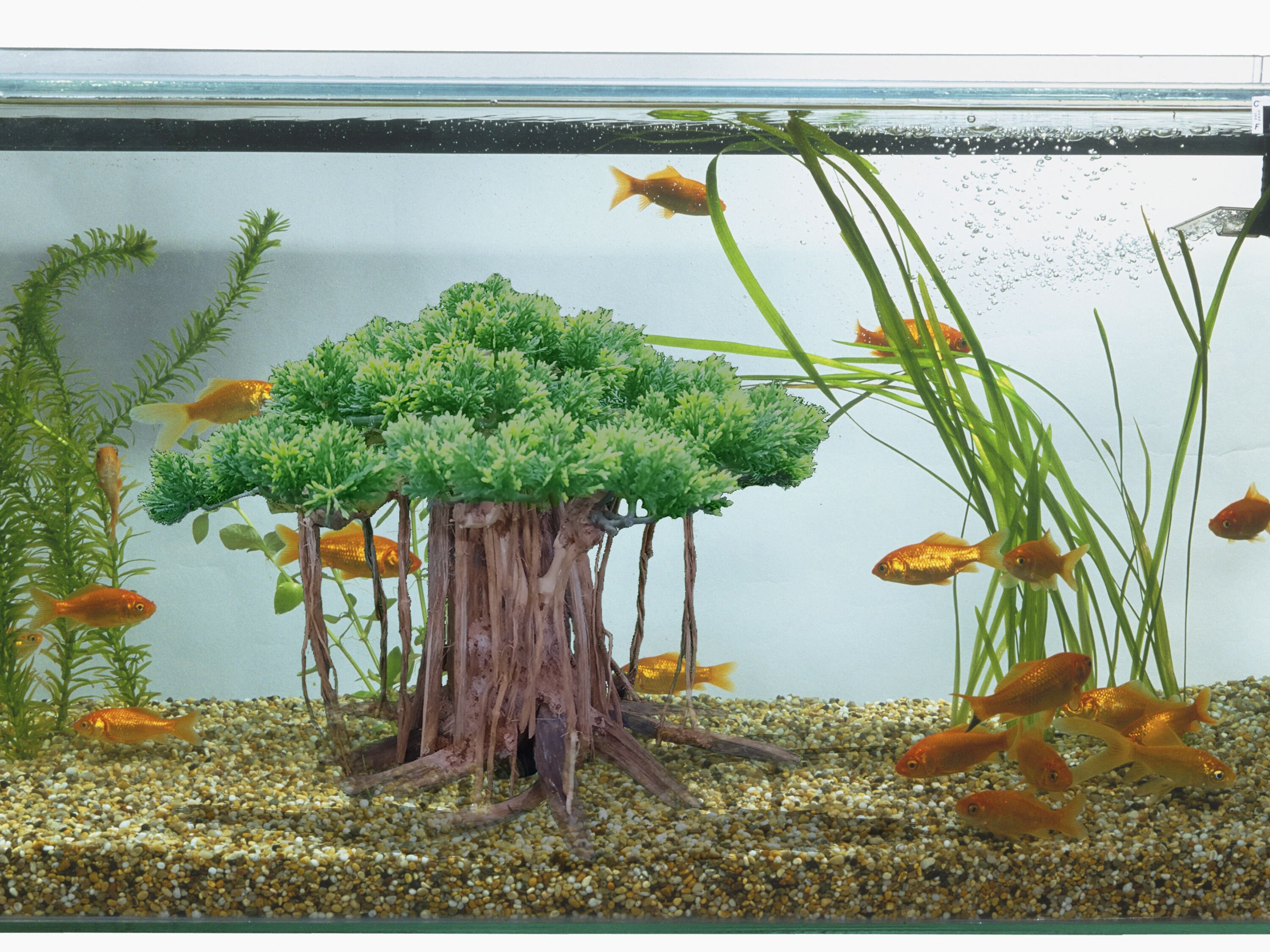 Aquarium driftwood bonsai tree for fish tank decoration | Etsy