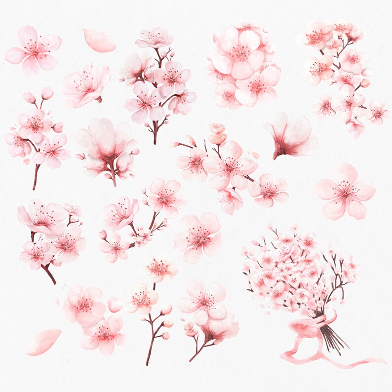 Watercolor Cherry Blossoms Clipart, Sakura Clipart, Floral Branches ...