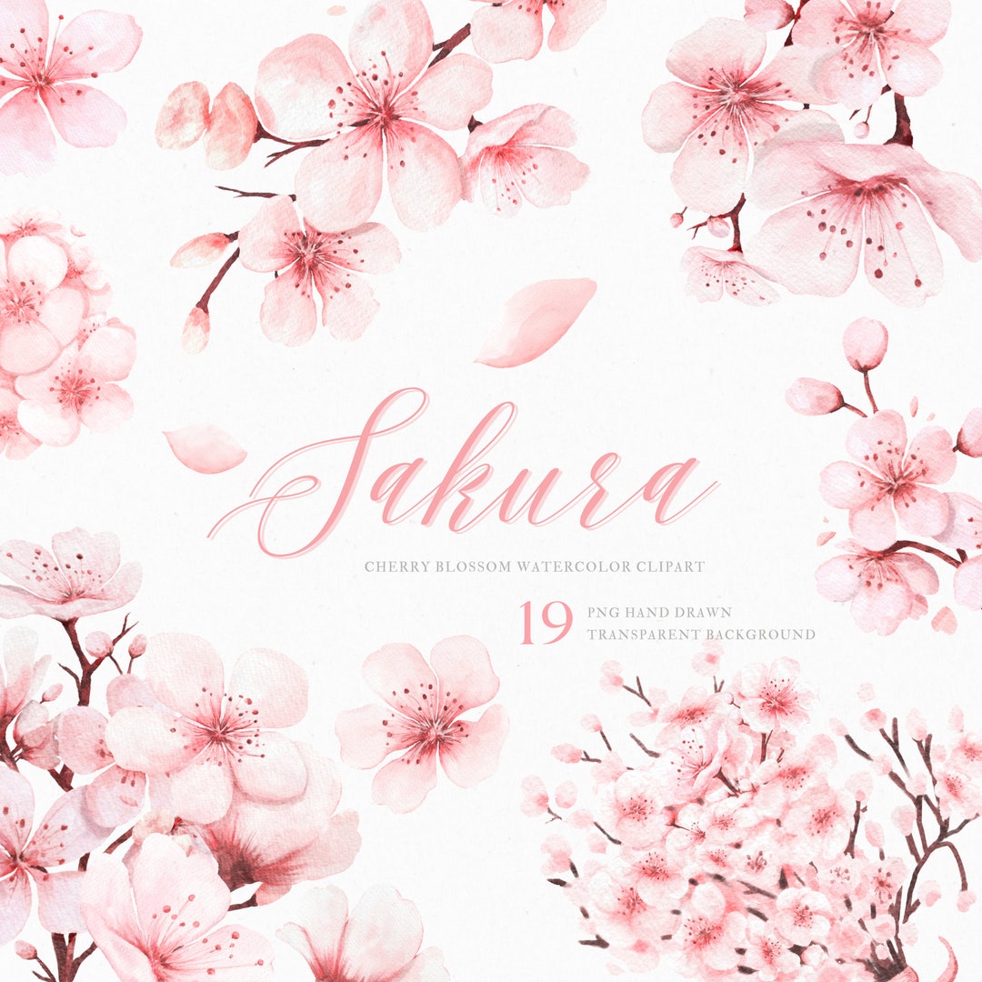 Watercolor Cherry Blossoms Clipart, Sakura Clipart, Floral Branches ...