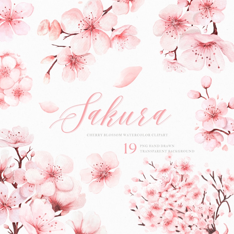Watercolor Cherry Blossoms Clipart, Sakura Clipart, Floral Branches ...