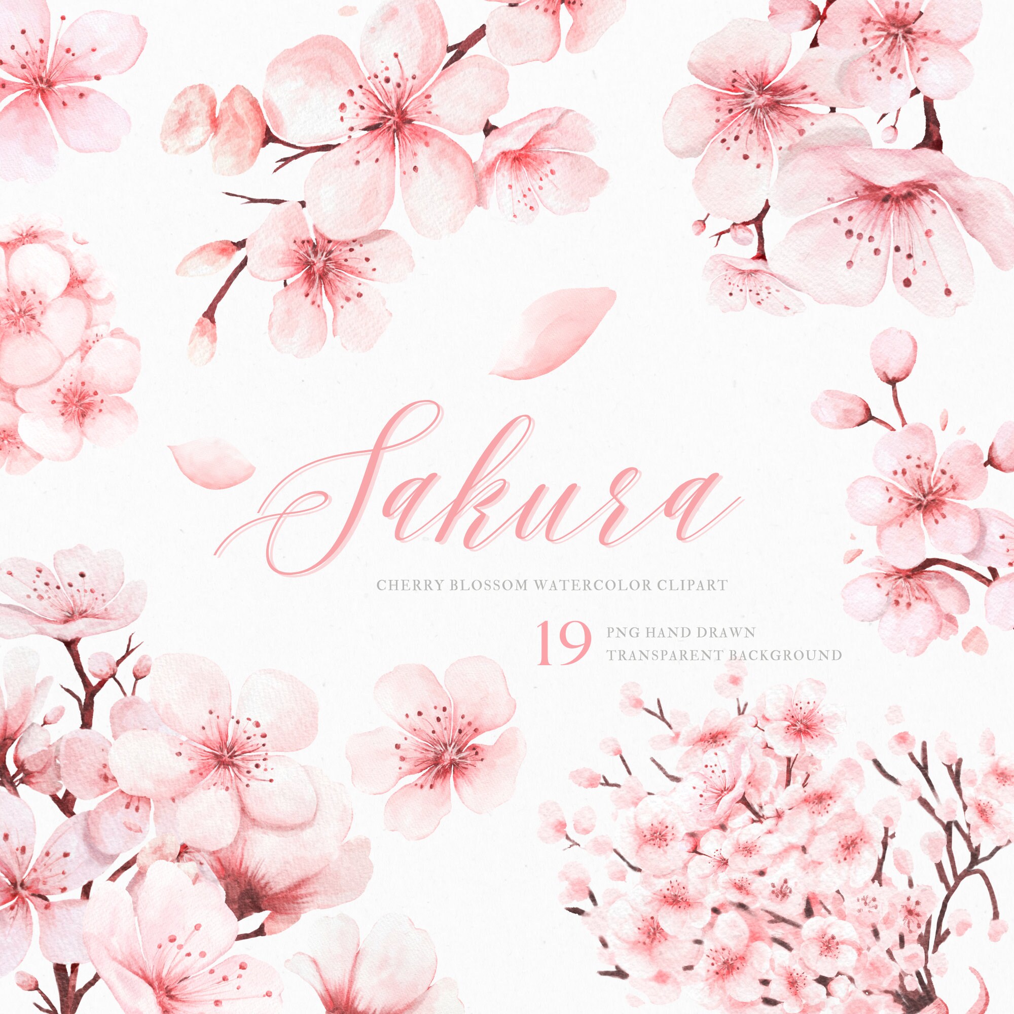 Watercolor Cherry Blossoms Clipart, Sakura Clipart, Floral Branches ...