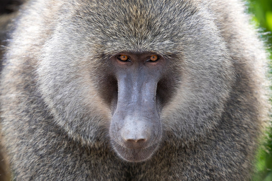Baboon Head-on (tanzania) - Etsy