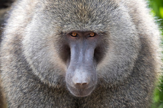 Baboon Head-on tanzania | Etsy