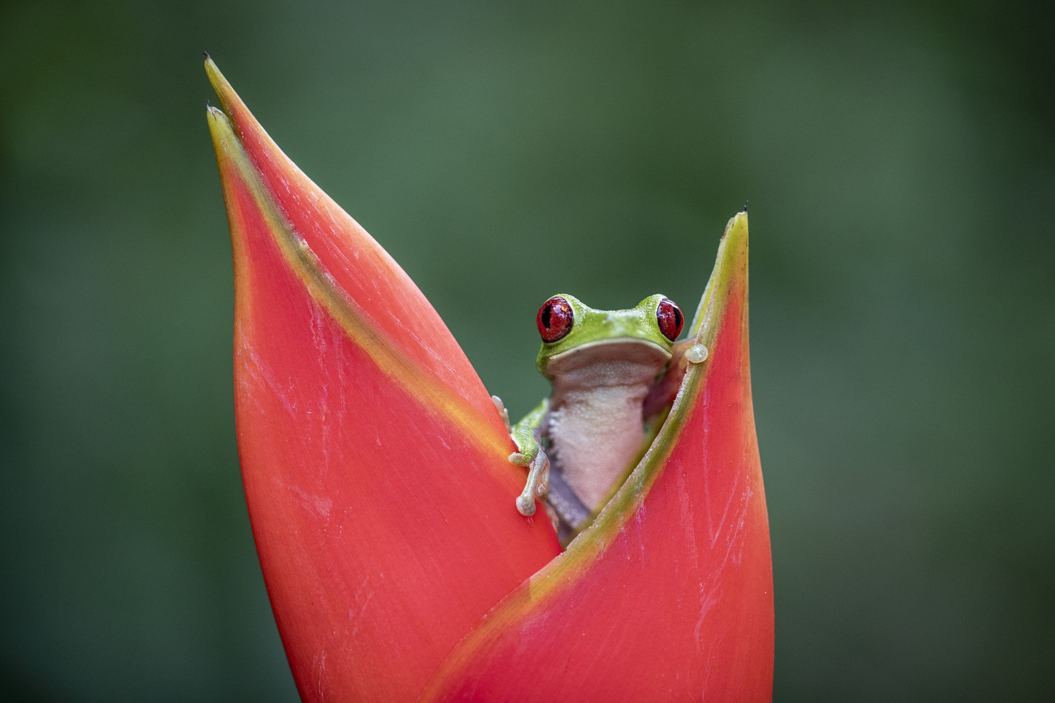 Red Eye Tree Frog in Red Flower - Etsy