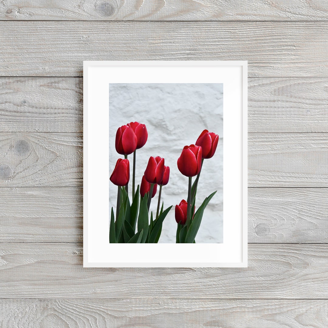 Spring Tulips - Floral Photography Print. Museum-quality on Thick ...