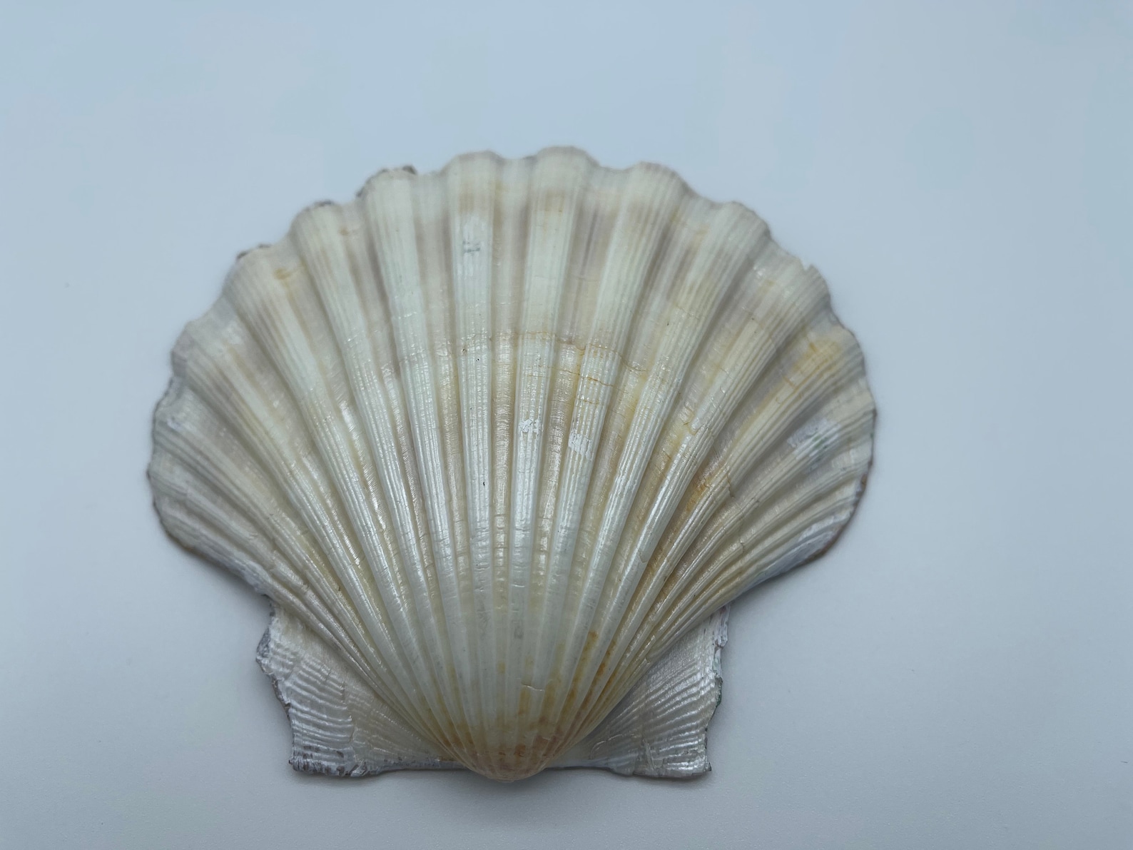 Mermaid Beach Shell Mermaid Ocean Art Underwater Mermaid - Etsy