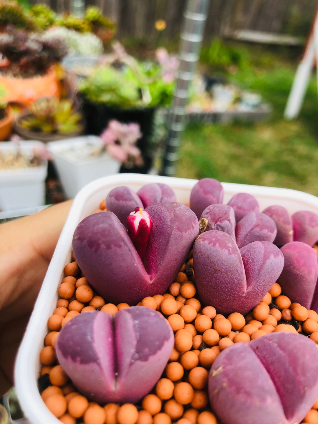Korea Import Live Purple Lithops Optica Rubra Stones Big Size - Etsy