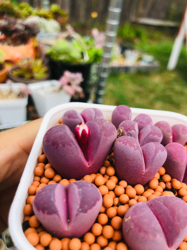Korea Import Live Purple Lithops Optica Rubra Stones Big Size - Etsy