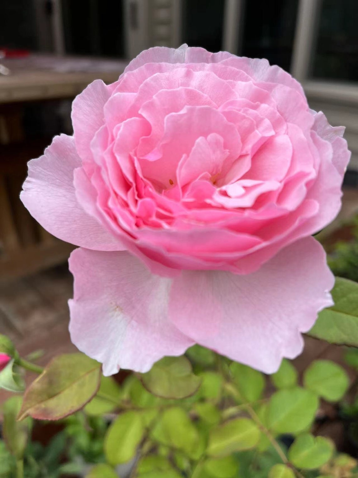 Japanese Rare Perfume Pink Shrub Rose Plants香水 - Etsy