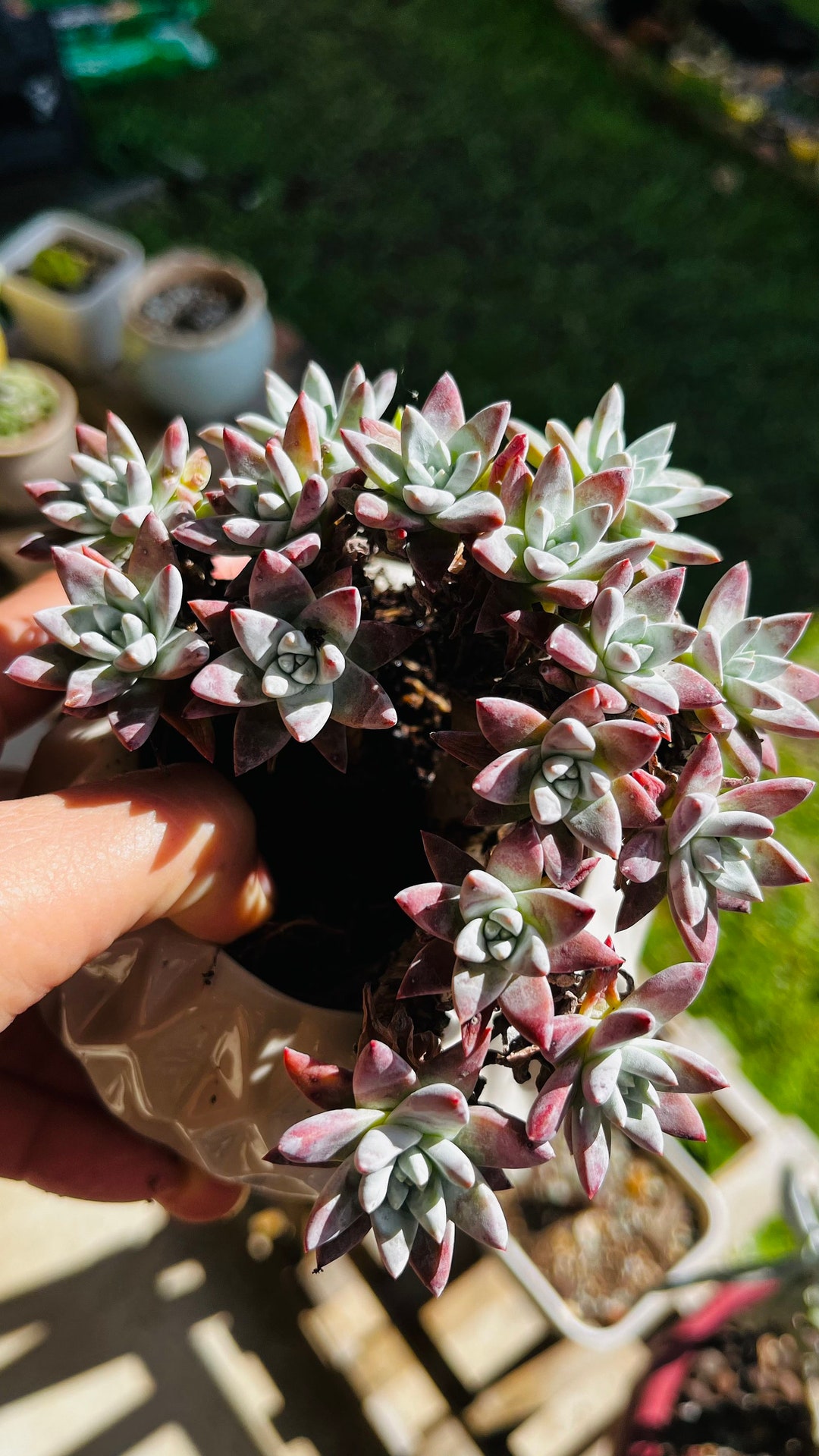 Korea Rare Dudleya Gnoma S.w.mccabe Big Cluster - Etsy