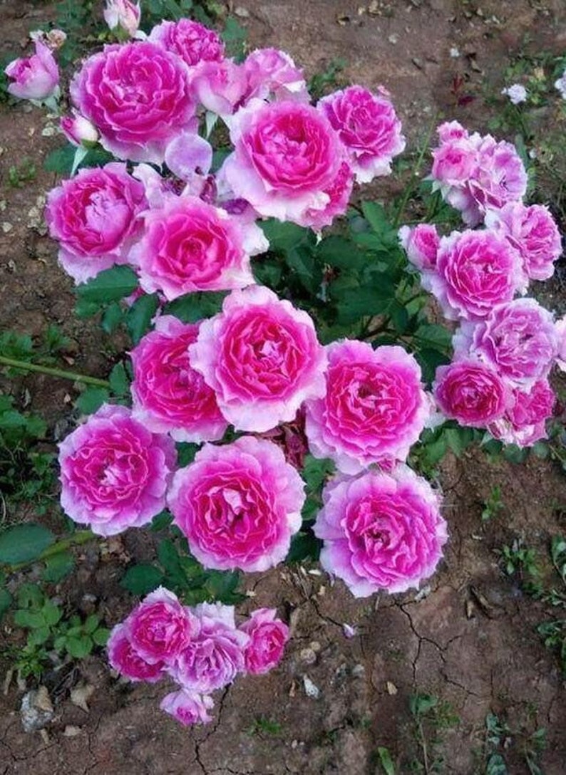 Japanese Rare Sheherazad天方夜谭with Root and Soil - Etsy