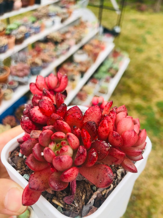 Home & Hobby Cluster Sedeveria Pink Ruby Super/Ultra Rare Succulents ...