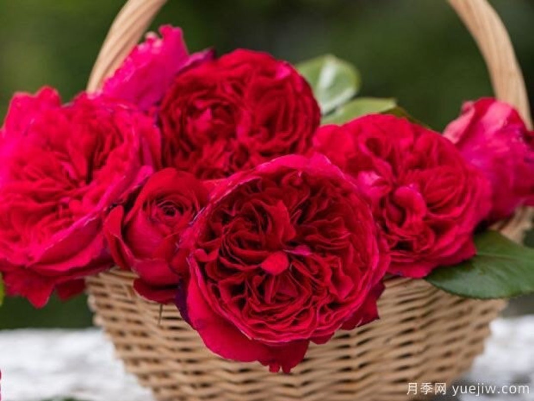 Beautiful Rare Rouge Royale 皇家胭脂 Shrub Rose 2year Old Small - Etsy