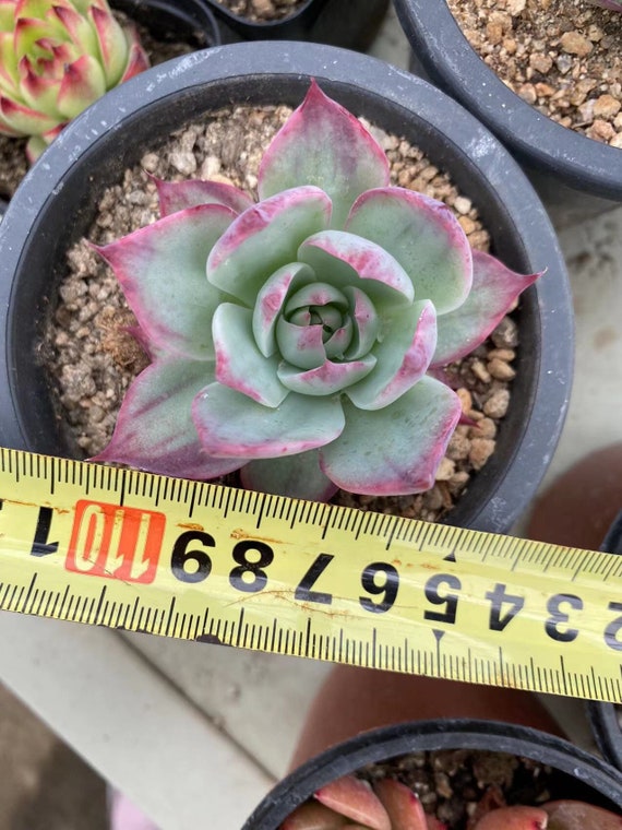 Echeveria Casio Korean Import Plants Craft Supplies & Tools Gardening ...
