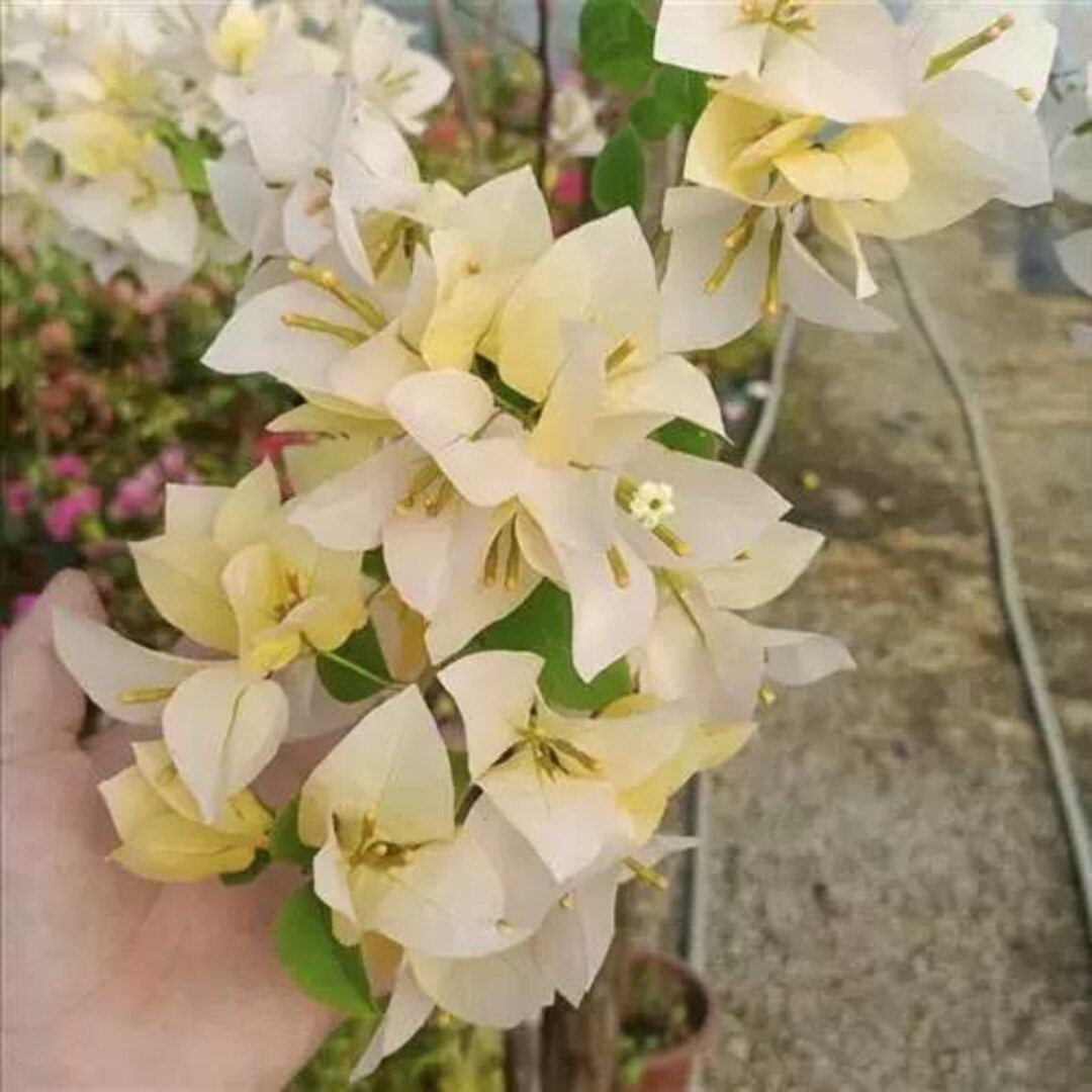 Beautiful Rare Colors Suwana Medium Size Nojsai Bonsai 苏瓦娜三角梅 Bare Root ...