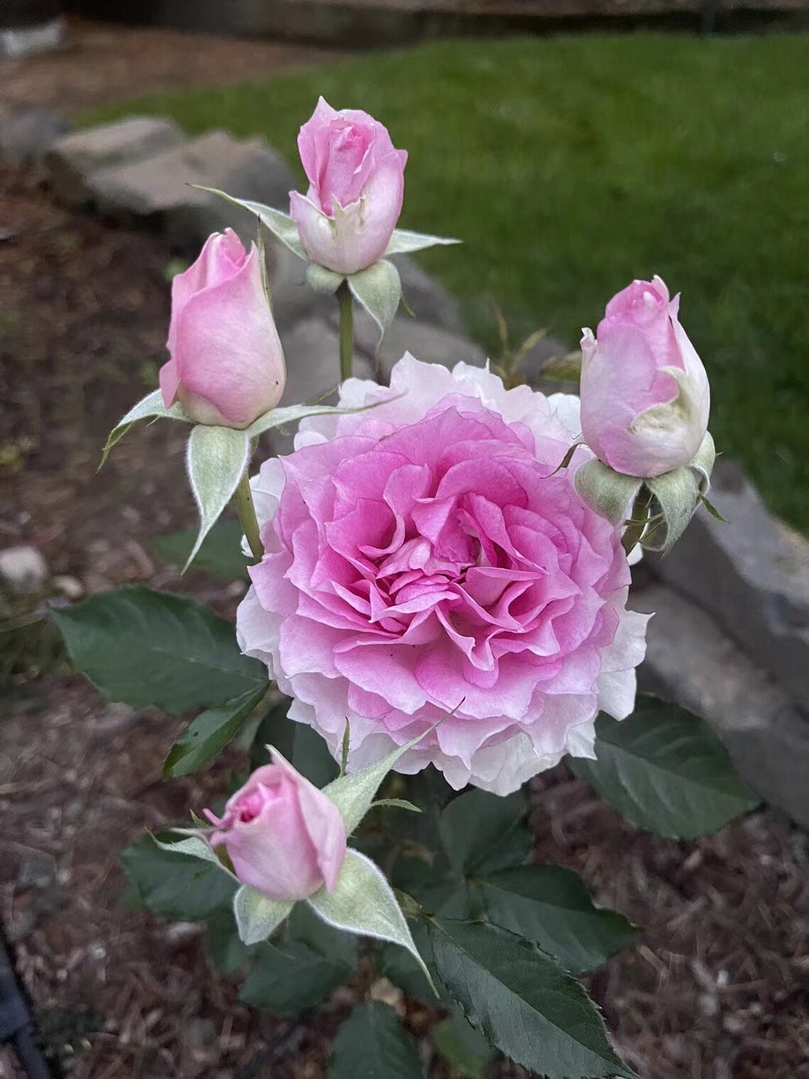 Japanese Rare Sheherazad天方夜谭with Root and Soil - Etsy