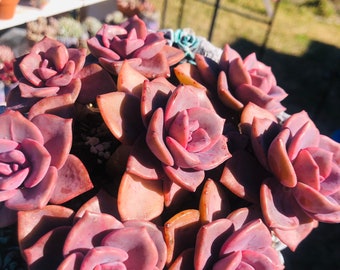 Graptoveria Gypsy Cluster Craft Supplies & Tools Succulents Home ...