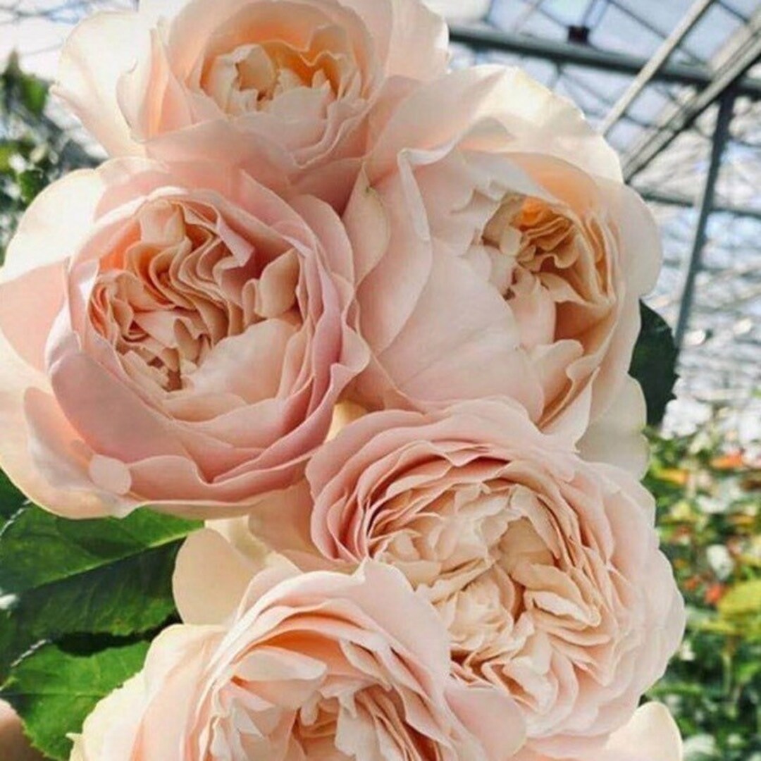Beautiful Rare Unforgetable难忘 Shrub Rose - Etsy