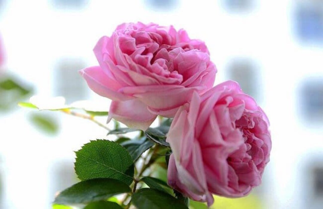 Japanese Rare Perfume Pink Shrub Rose Plants香水 - Etsy