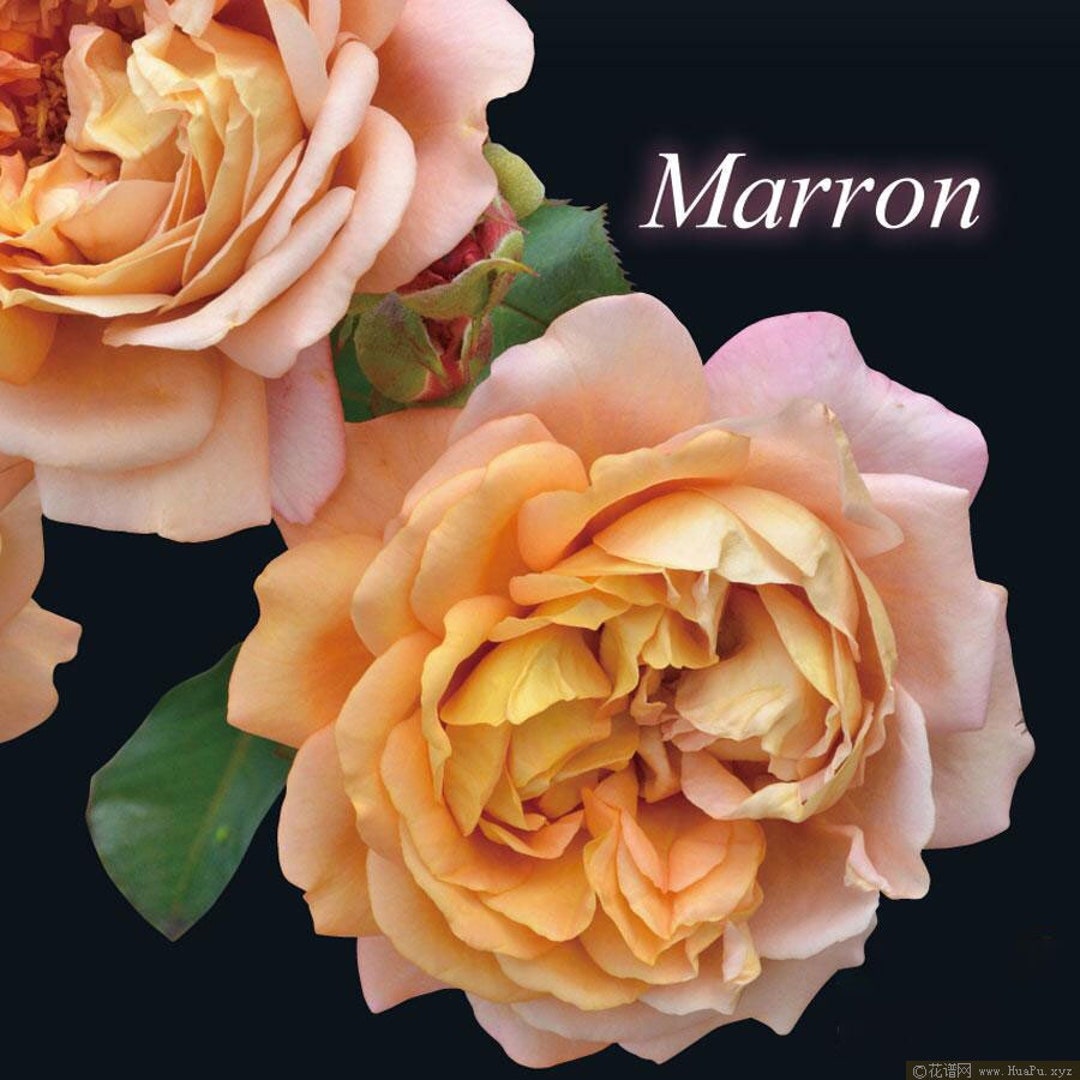 Japanese Marron Shrub Rose栗子live Plant Available With Soil - Etsy