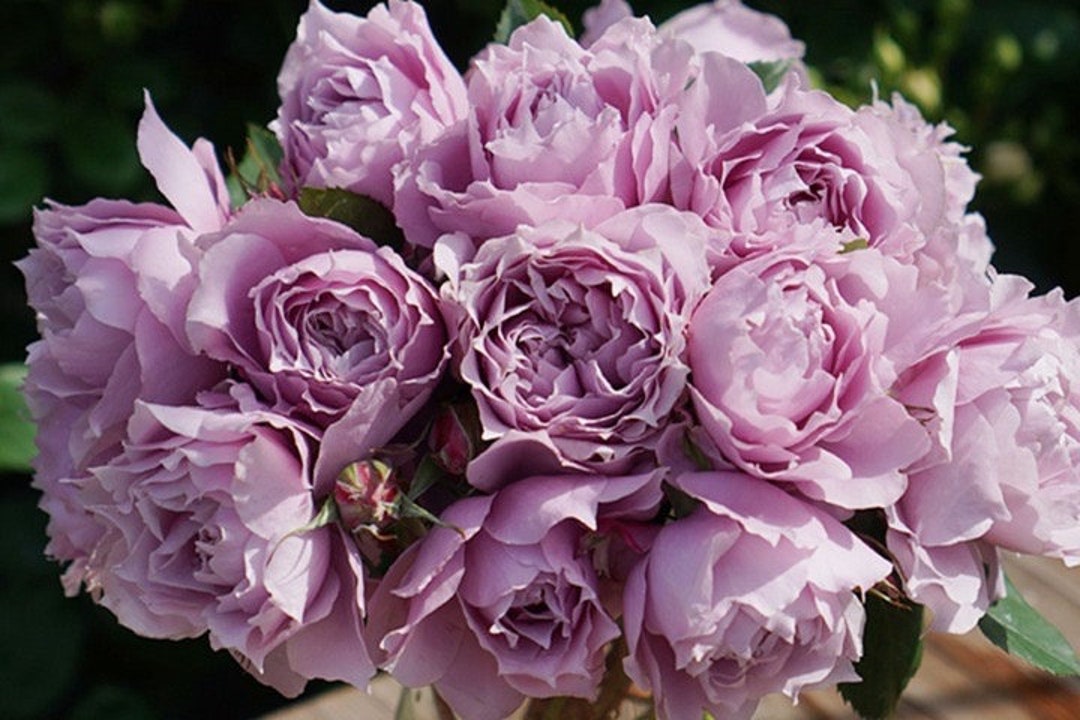 1-2years 幻紫 Magic Purple 中國china 天狼shrub Rose Small Size - Etsy