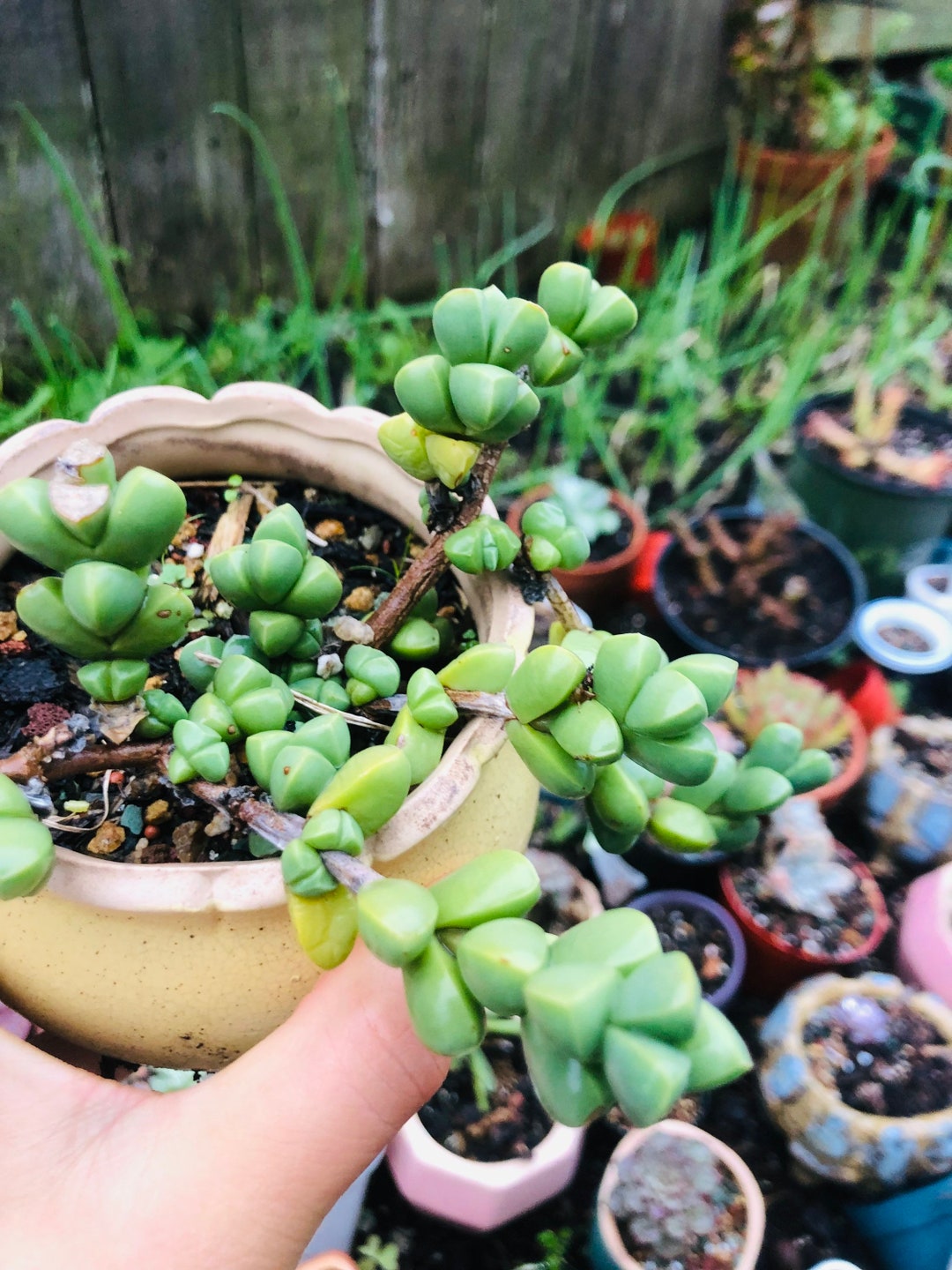 Korea Import Rare Astridia Velutina l.bolus Dintercluster - Etsy Australia