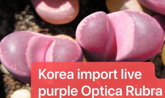 Korea Import Live Purple Lithops Optica Rubra Stones Big Size | Etsy