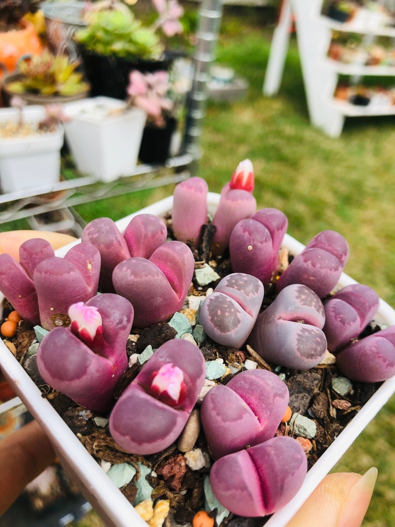 Korea Import Live Purple Lithops Optica Rubra Stones Big Size - Etsy