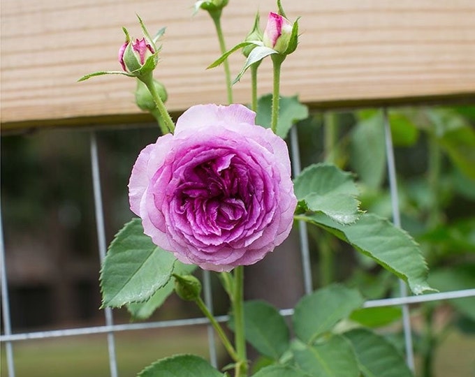 Double Shade Climbing PINK Rose Plant. rose Candy. FREE Purple ...