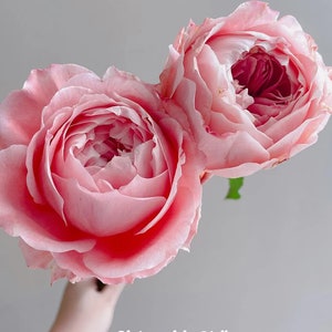 Japanese Rare Princess Sakura樱花公主shrub Rose - Etsy