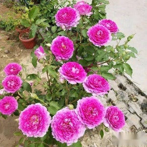 Japanese Rare Sheherazad天方夜谭with Root and Soil - Etsy