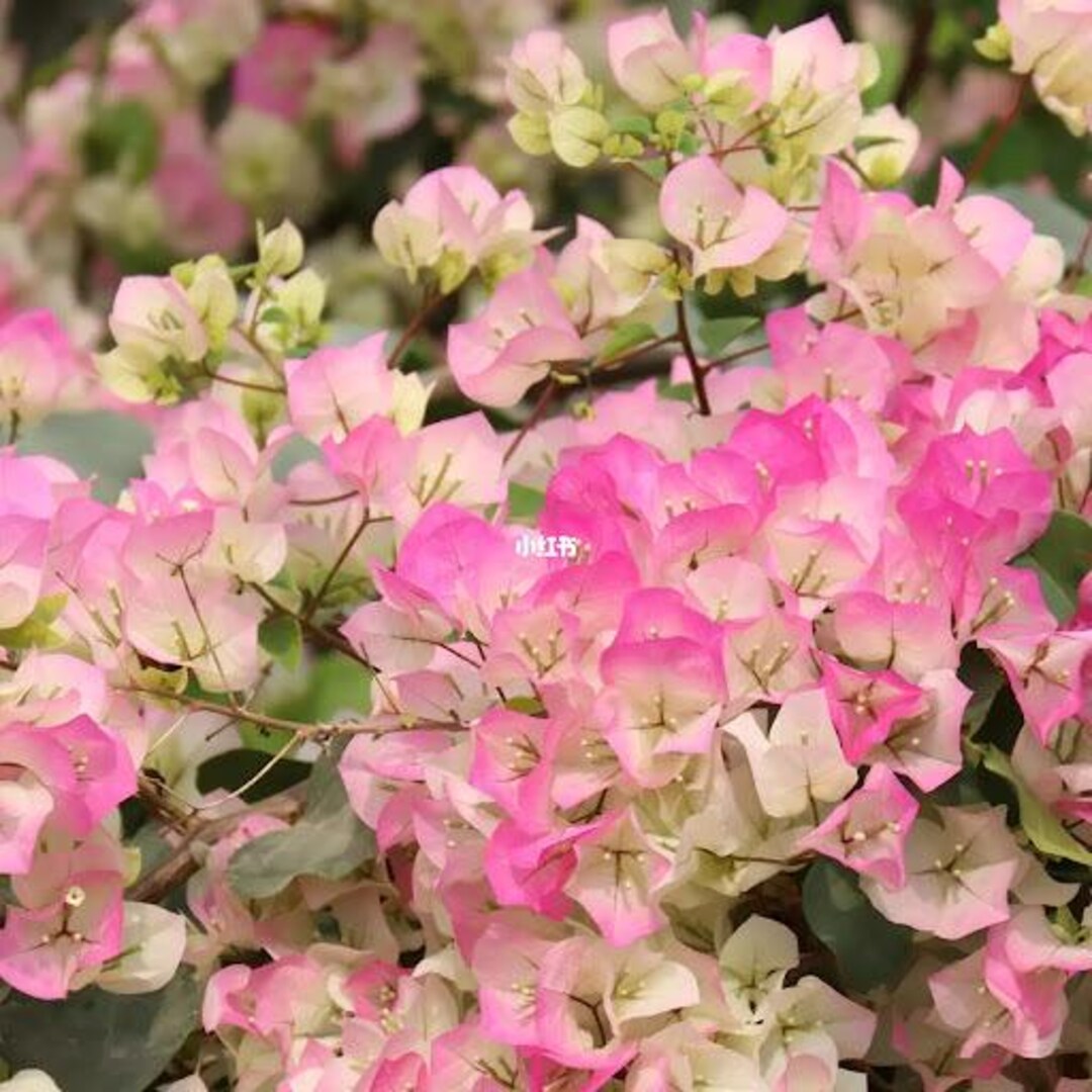 Beautiful White Pink Tree Stump Bougainville 绿樱 in 3 Gallon Pot 4-5 Ft ...