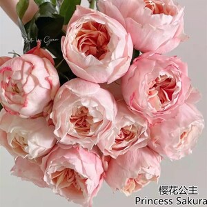 Japanese Rare Princess Sakura樱花公主shrub Rose - Etsy