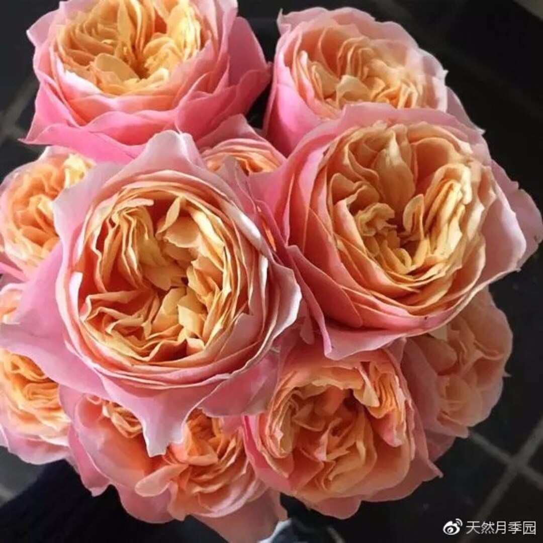 Beautiful Rare Shrub Rose - Etsy