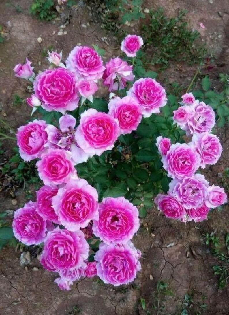 Japanese Rare Sheherazad天方夜谭with Root and Soil - Etsy