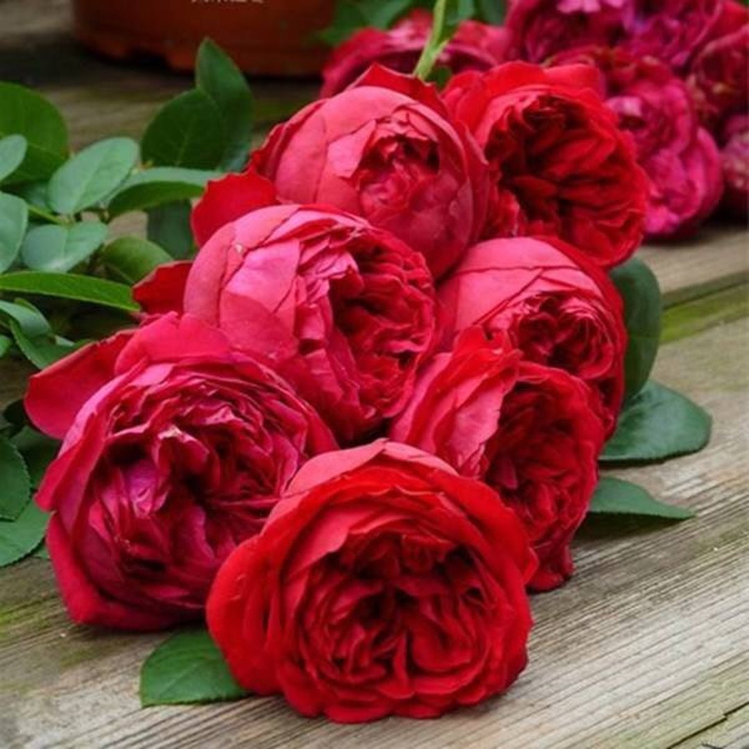 Big Size Beautiful Red Eden Climbing Rose红色龙沙宝石bare Root - Etsy