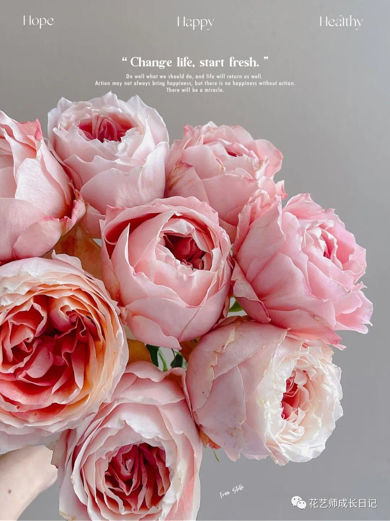 Japanese Rare Princess Sakura樱花公主shrub Rose - Etsy