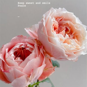 Japanese Rare Princess Sakura樱花公主shrub Rose - Etsy