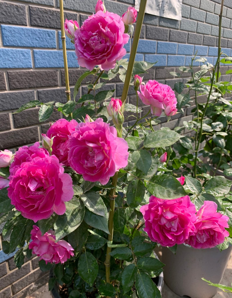 Japanese Rare Sheherazad天方夜谭with Root and Soil - Etsy