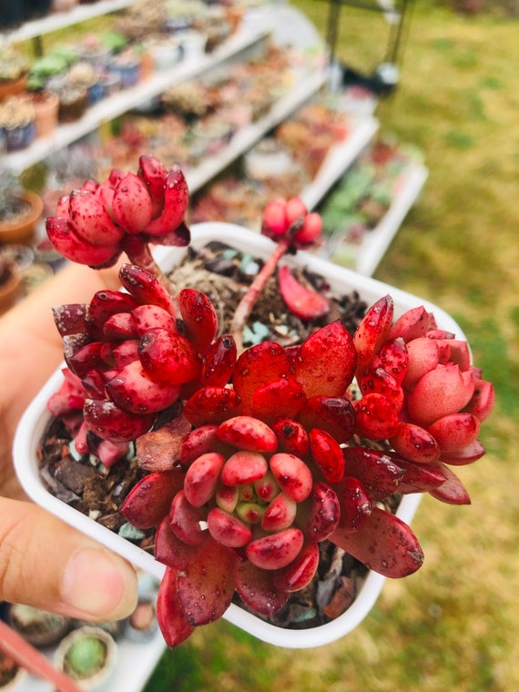 Home & Hobby Cluster Sedeveria Pink Ruby Super/Ultra Rare Succulents ...
