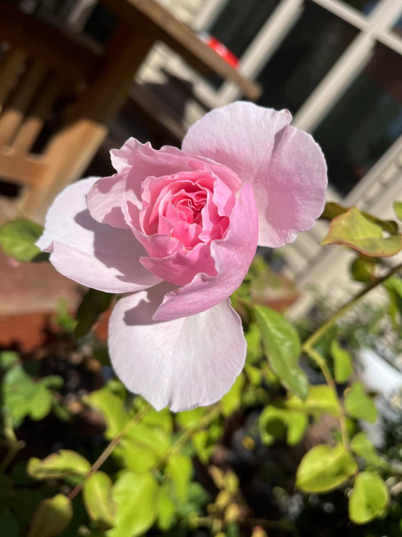 Japanese Rare Perfume Pink Shrub Rose Plants香水 - Etsy