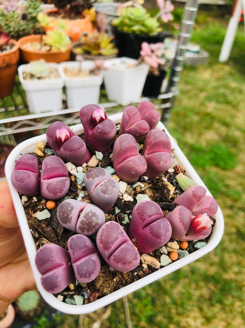 Korea Import Live Purple Lithops Optica Rubra Stones Big Size - Etsy
