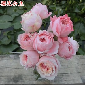 Japanese Rare Princess Sakura樱花公主shrub Rose - Etsy