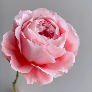 Japanese Rare Princess Sakura樱花公主shrub Rose - Etsy