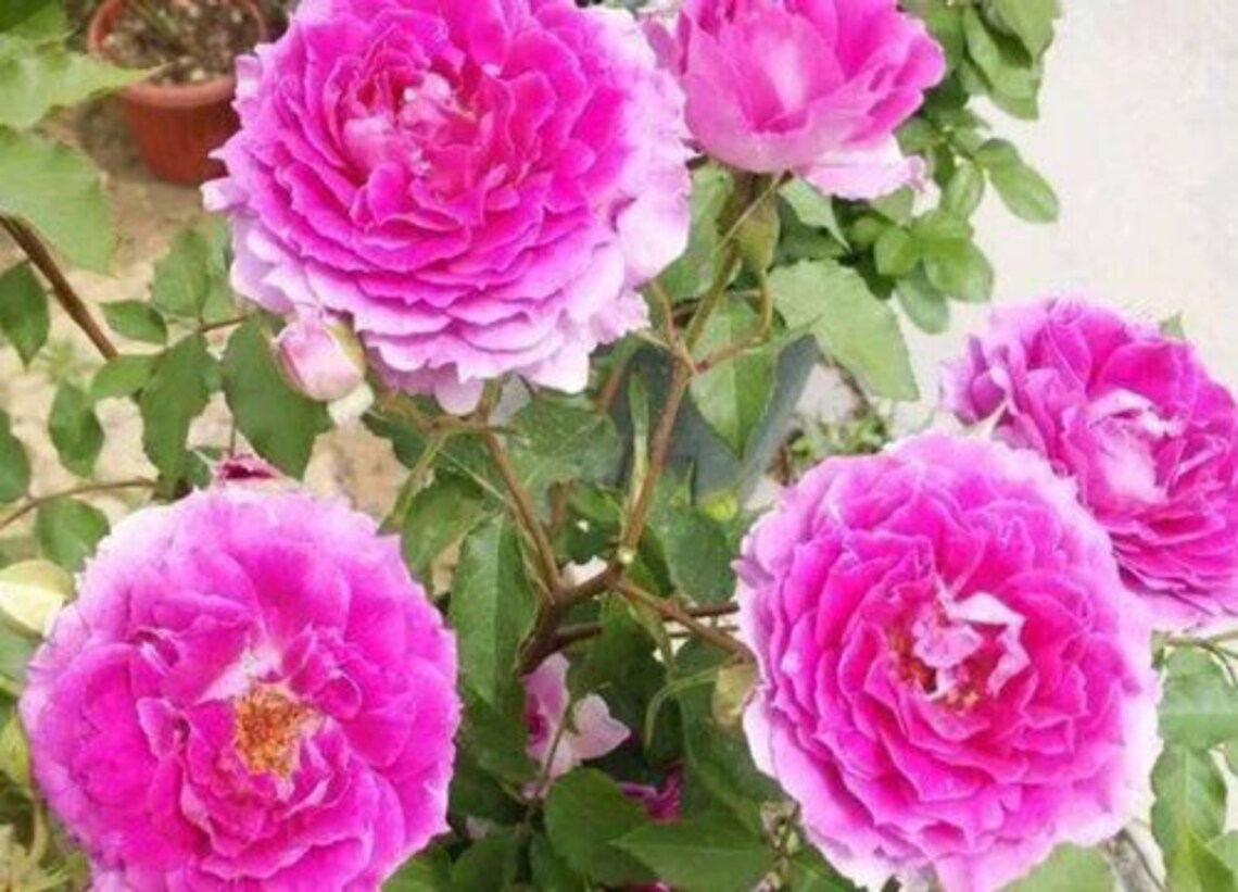 Japanese Rare Sheherazad天方夜谭with Root and Soil - Etsy