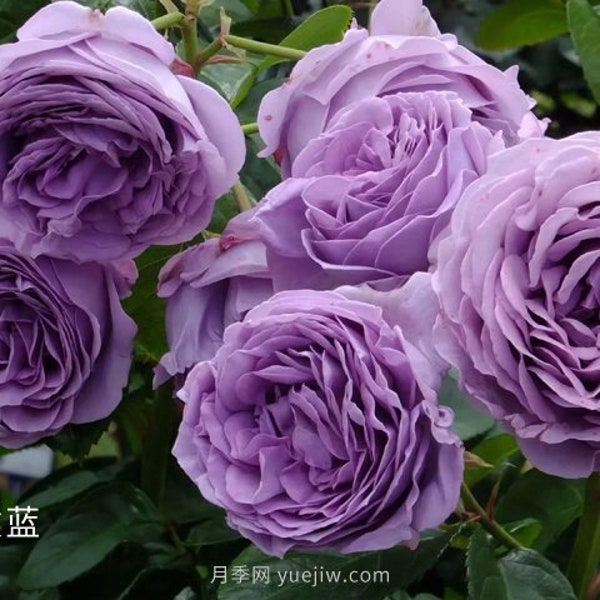 Blue Rose Plants - Etsy